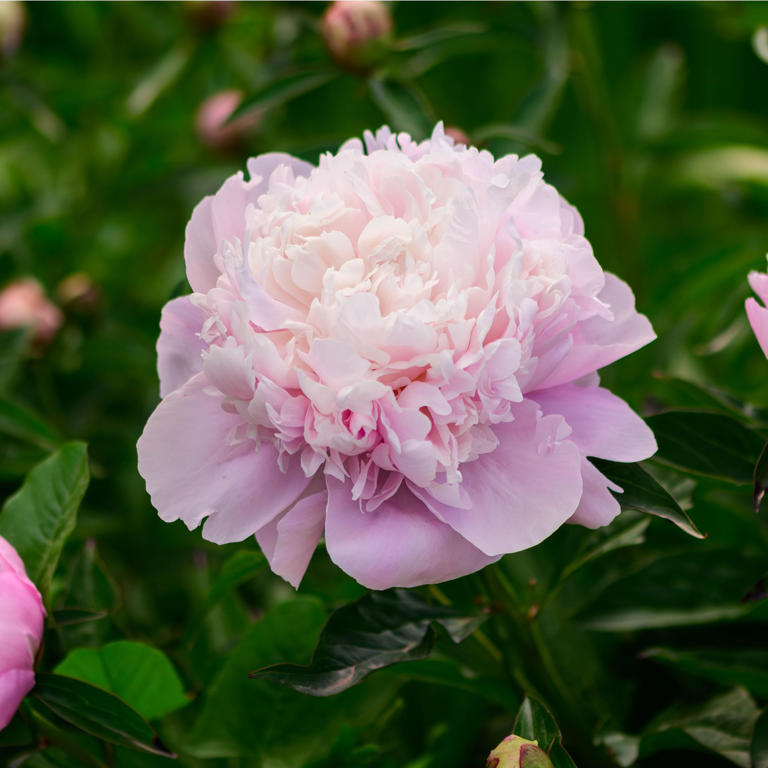 What to do with peonies in April – key tasks to guarantee glorious ...