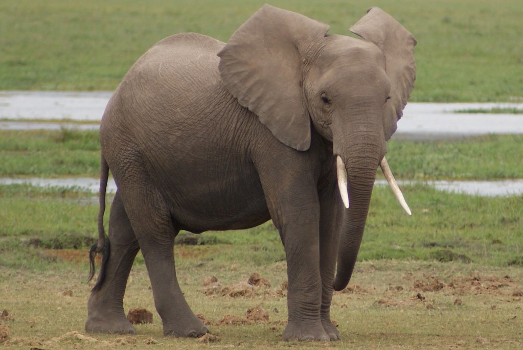 15 beloved animals that could go extinct in your lifetime
