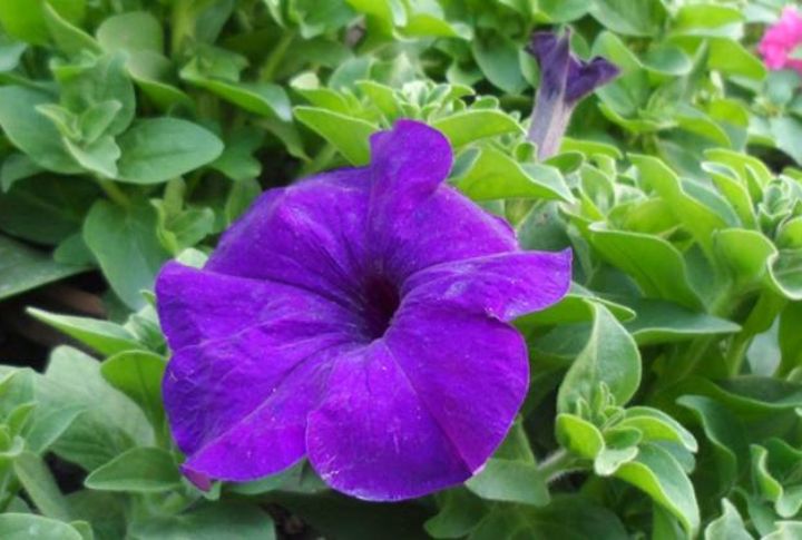 The surprising symbolism of 10 birth flowers