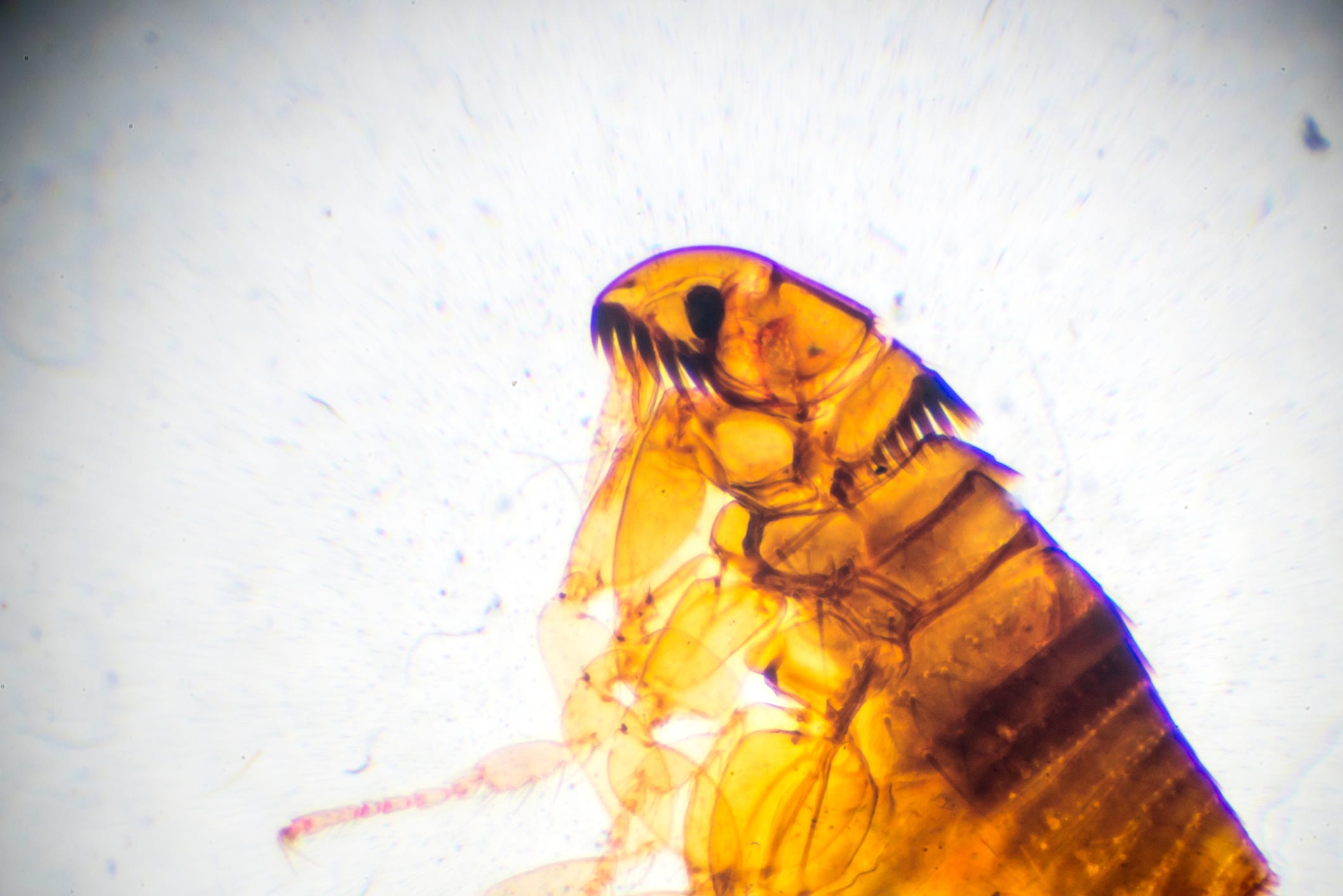 Is flea-borne typhus outbreak in Los Angeles a danger to Indiana? What ...