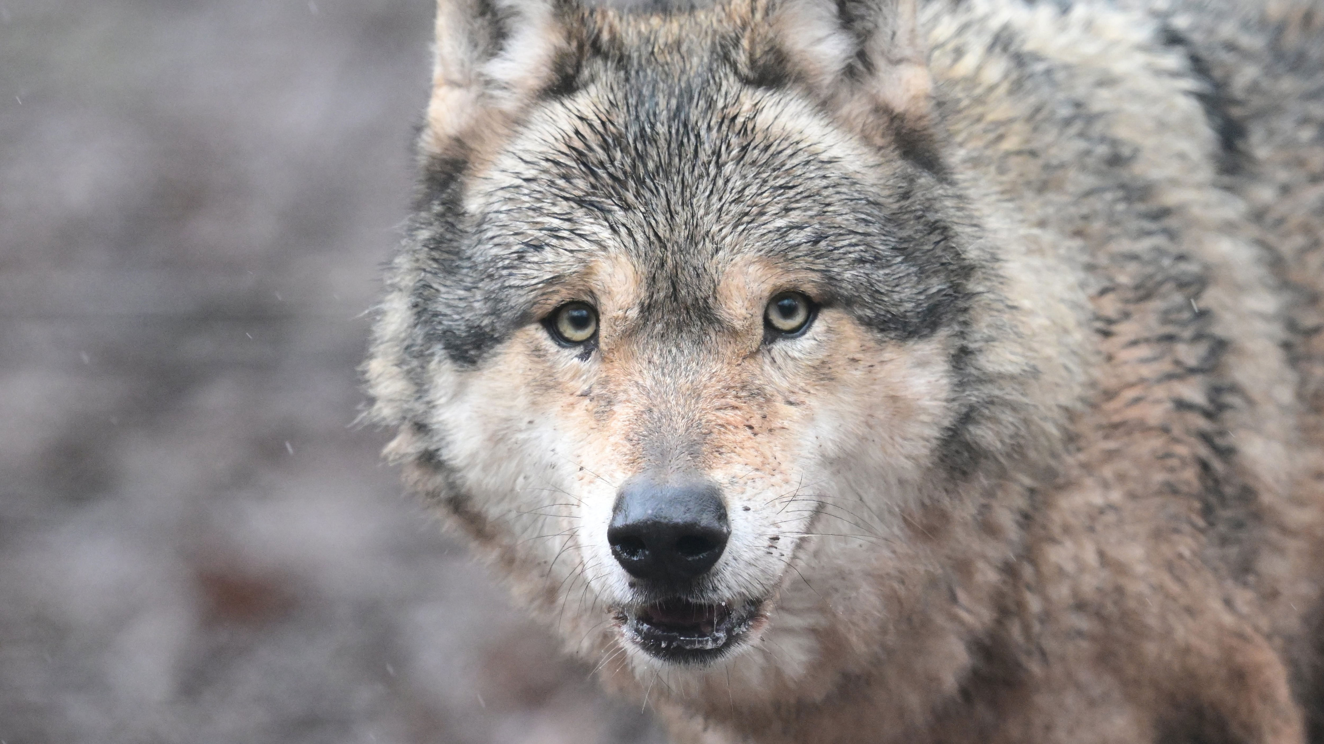 Parents charged after toddler injured by wolf at zoo