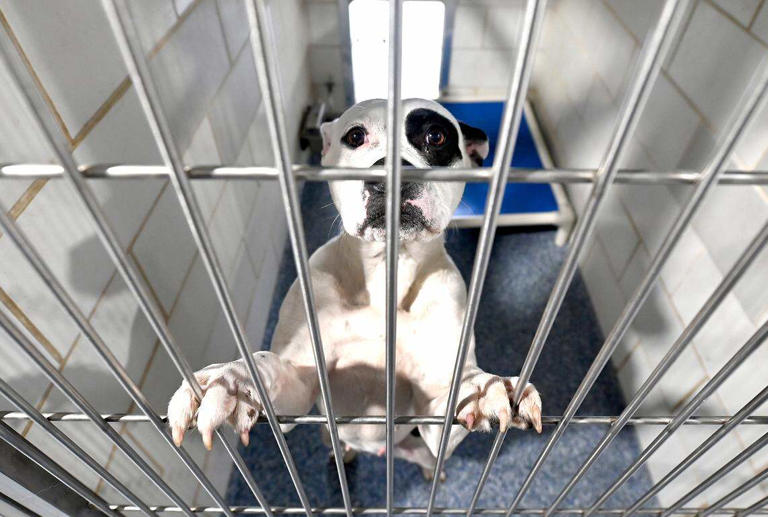 Charlotte pet owners should be paying for animal licenses. You're ...