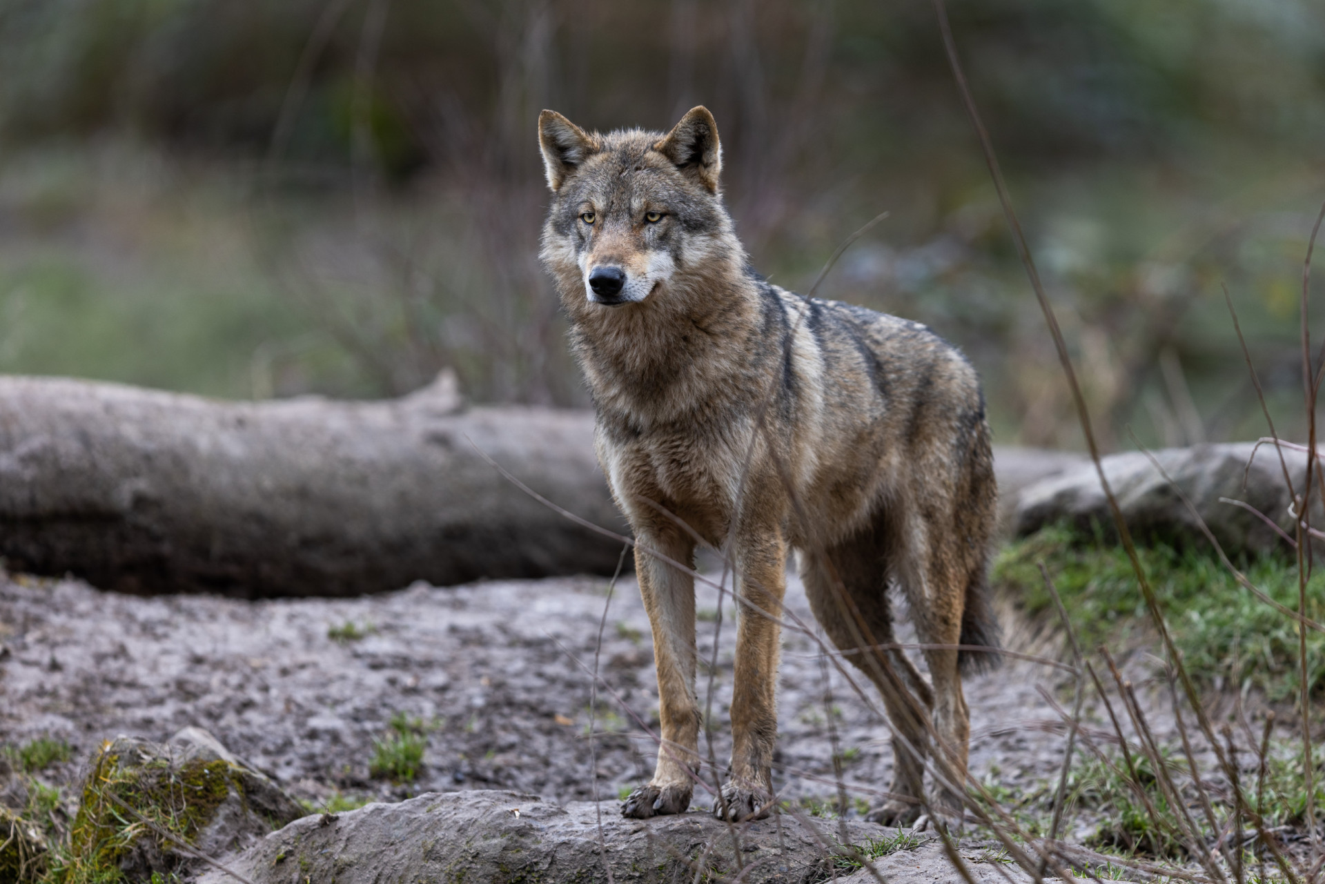 Meet the world's most beautiful nocturnal creatures