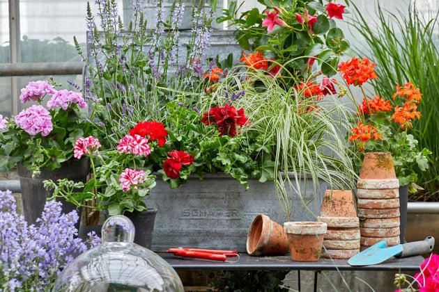 The best plants for every type of windowsill