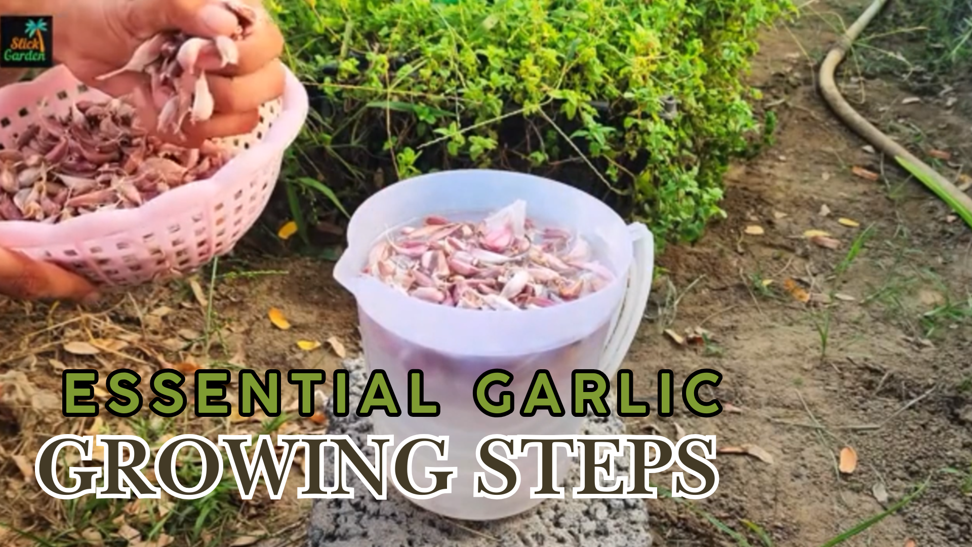 Essential garlic prep tips every gardener should know