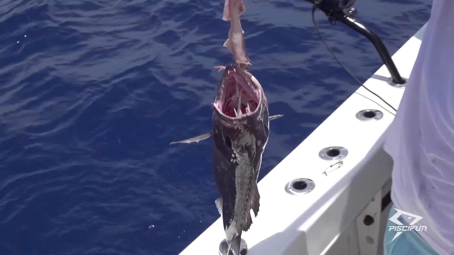1500-foot deep drop: The most unexpected catch of the day