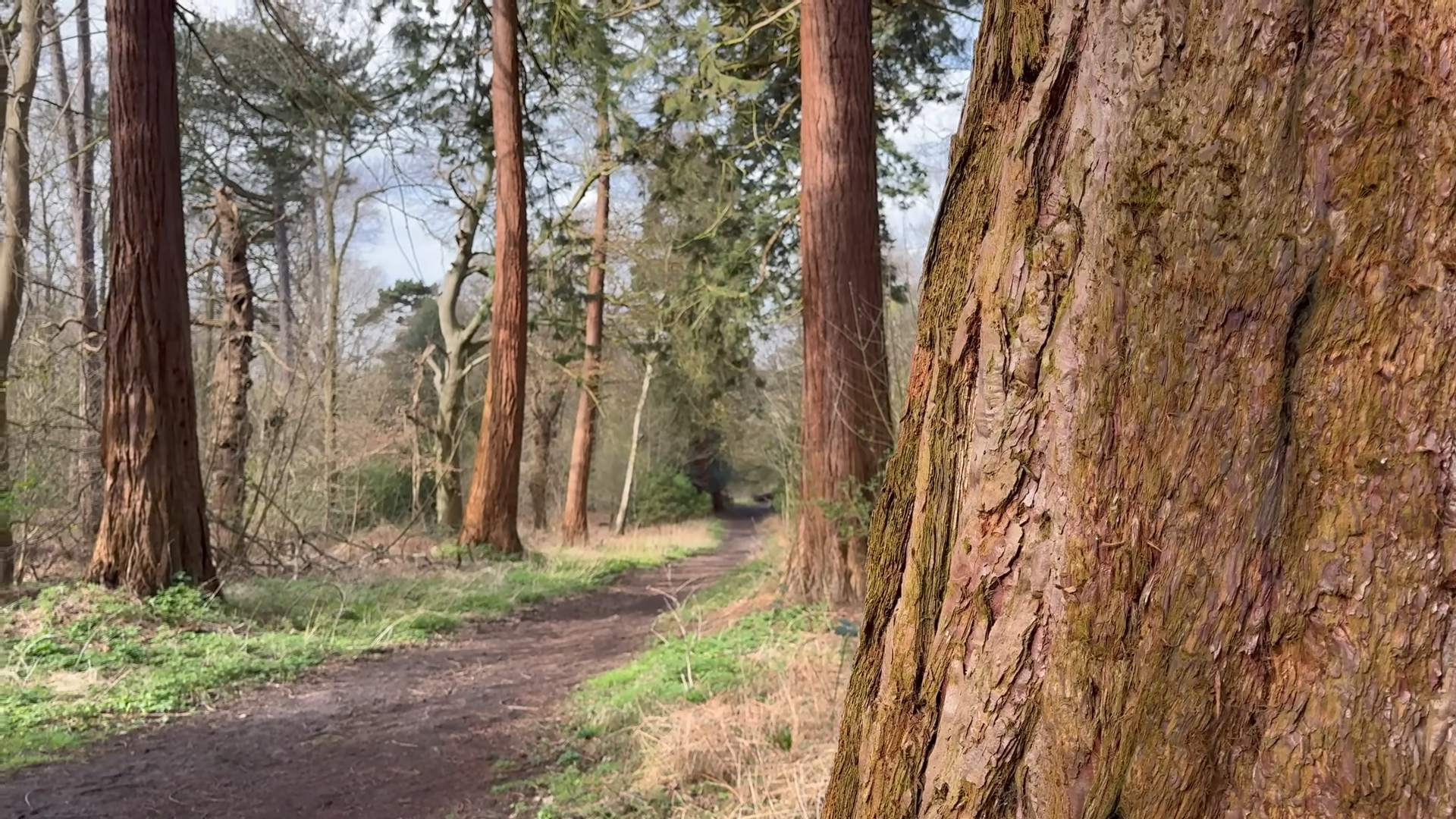 Watch what happens when 350-foot trees grow in a new country