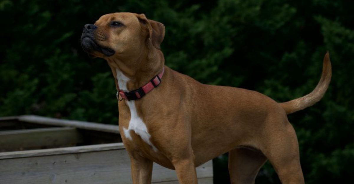 Calm on the couch, unstoppable outside – these 15 breeds have it all