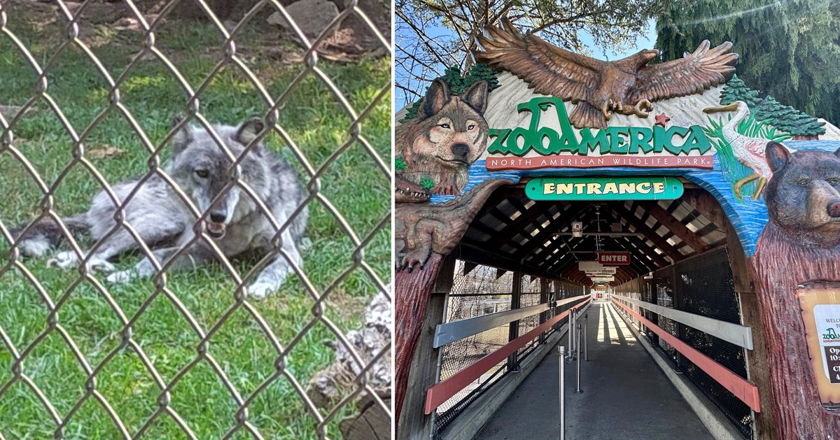 Toddler injured by wolf after climbing into enclosure while 'parents ...