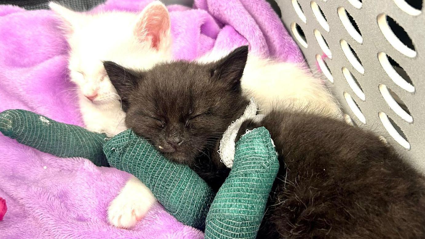 Kittens with rare condition cared for by charity