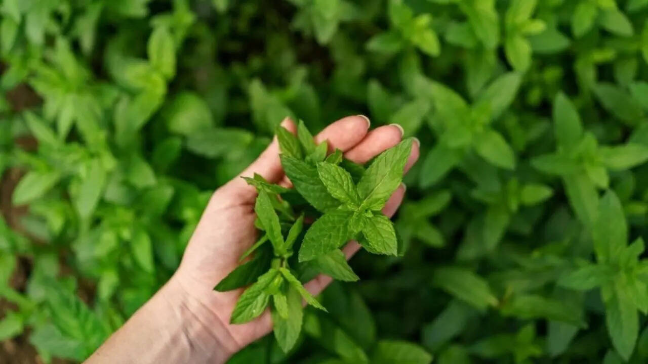5 auspicious plants in Hindu culture that attract good fortune