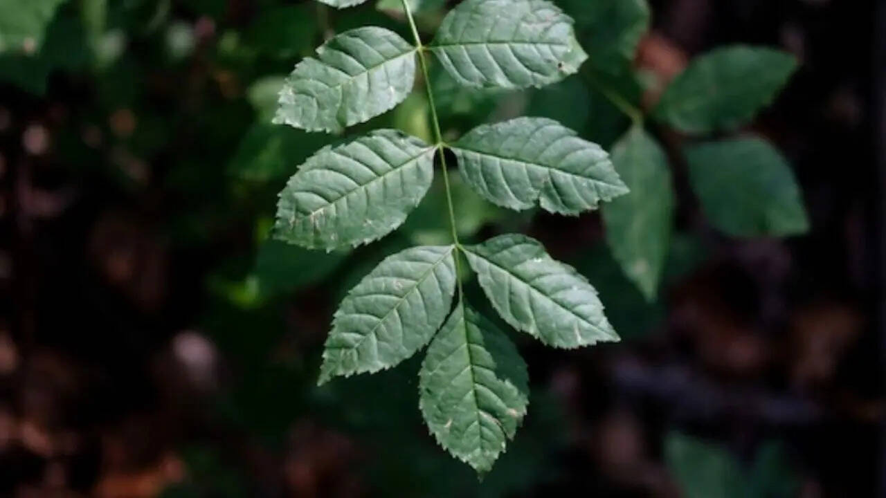 5 auspicious plants in Hindu culture that attract good fortune