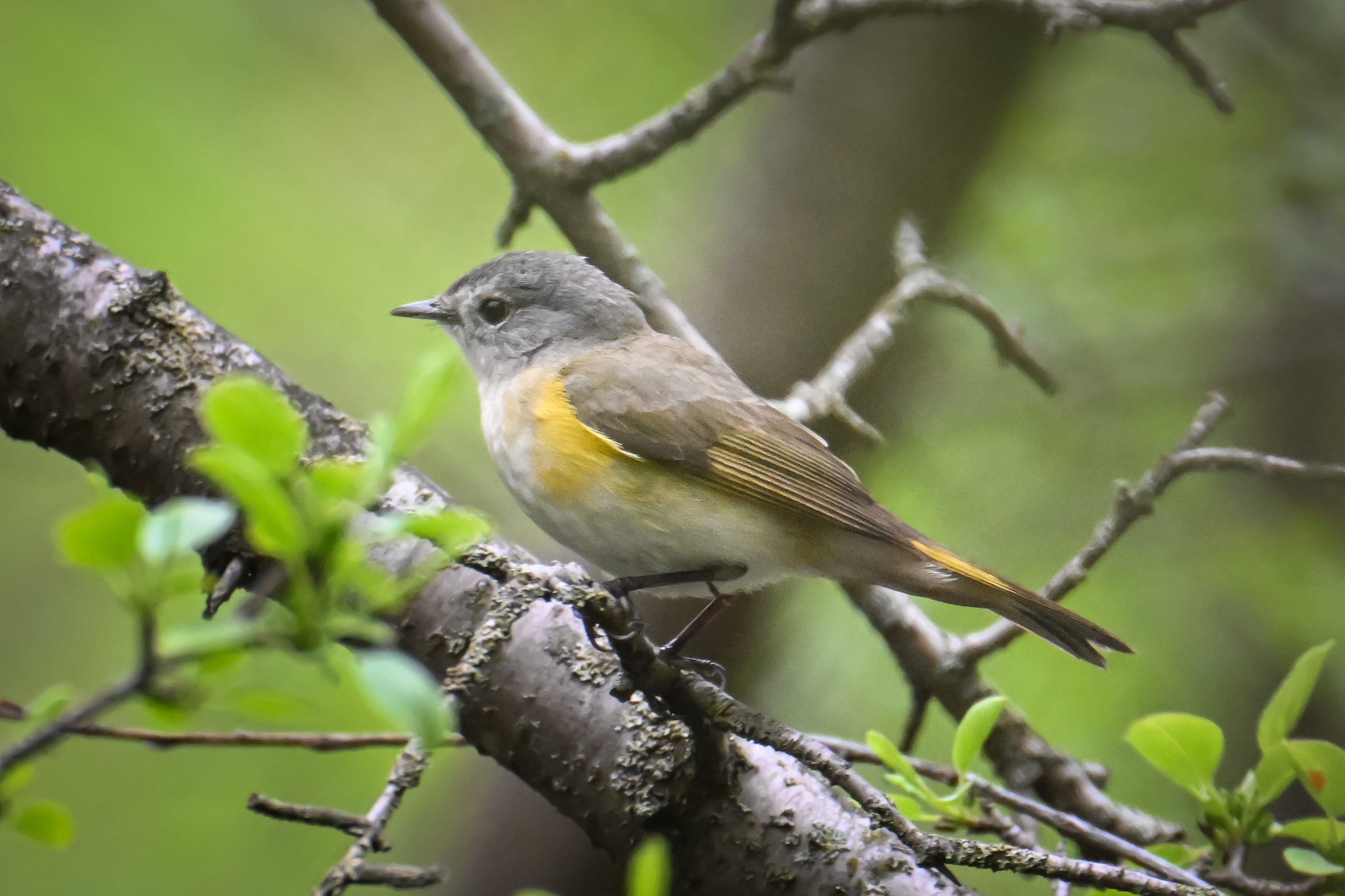 Millions of birds are flying over Ohio this weekend. What to know