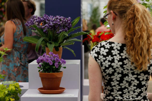 The best plants for every type of windowsill