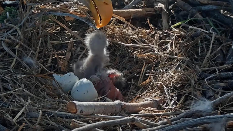 Jackie and Shadow's 2nd chick hatches on Easter. See fluff balls.