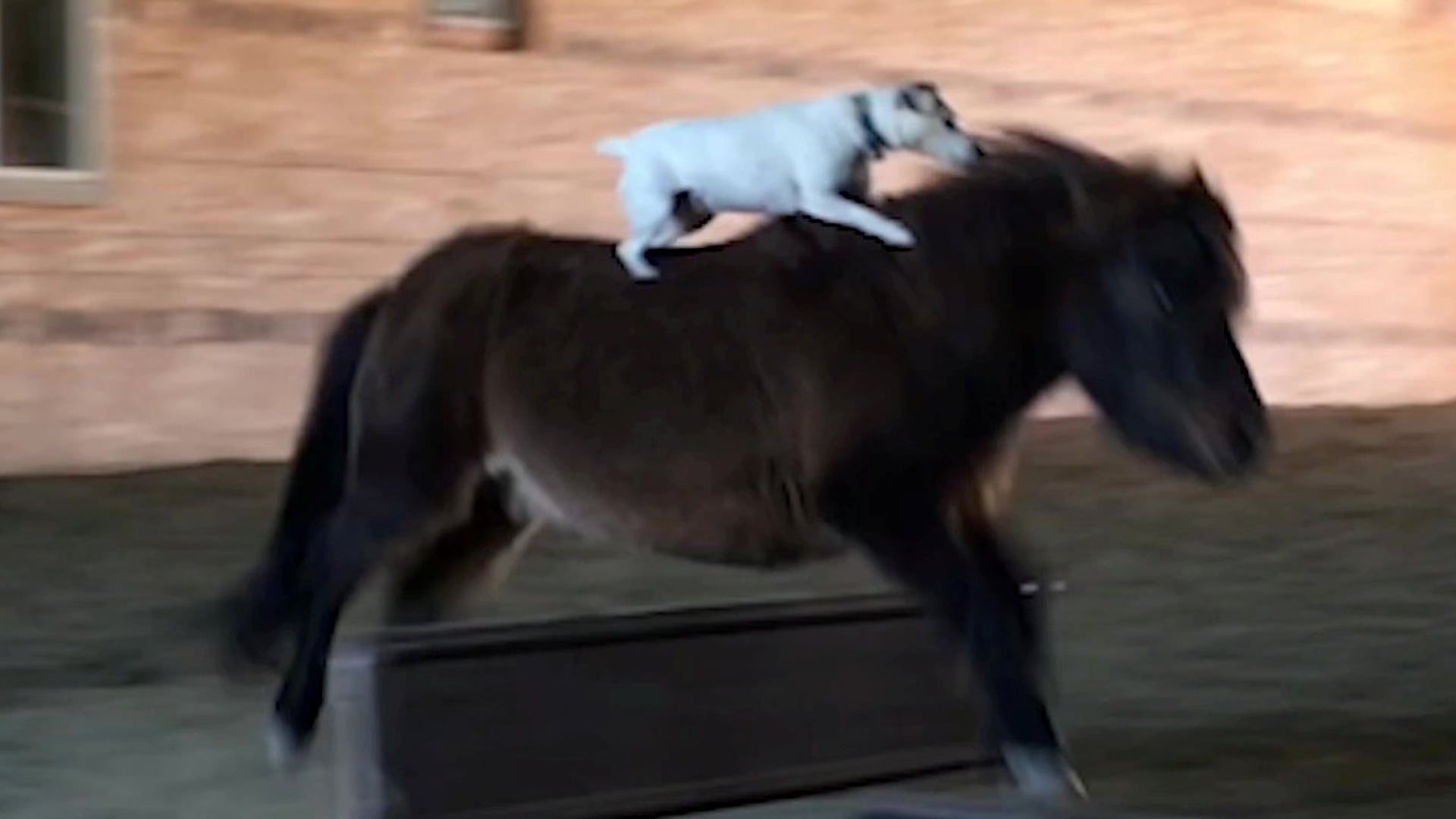 Ce chien adore faire du cheval