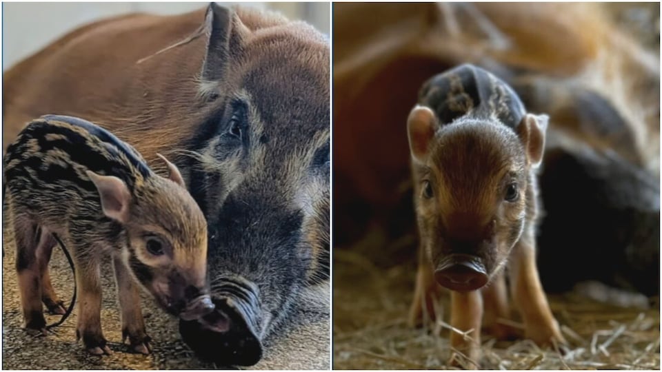 Disney’s Animal Kingdom welcomes adorable red river hog piglets