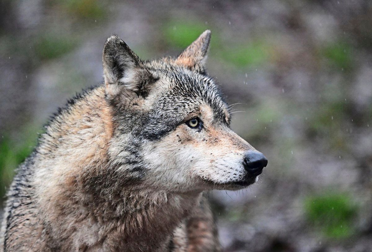 Land Salzburg bestätigte Wolfsriss nach DNA-Auswertung
