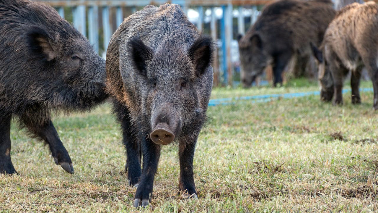 15 US states where wild hog problems are getting harder to control