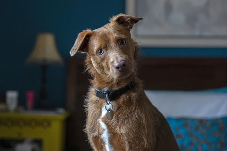 How to calm your dog instantly: The science-backed sound