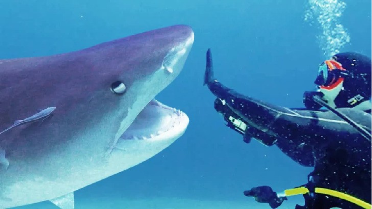 How to avoid a tiger shark bite