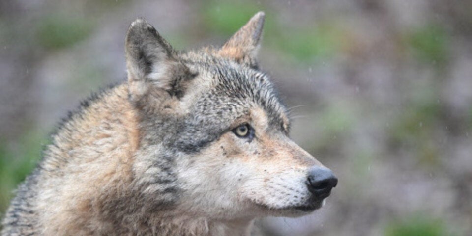 Wolfsabschuss im Bezirk Zwettl in Niederösterreich erfolgt