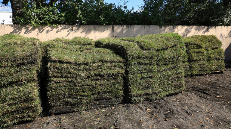 The best time to lay sod for a lush lawn, depending on the grass type