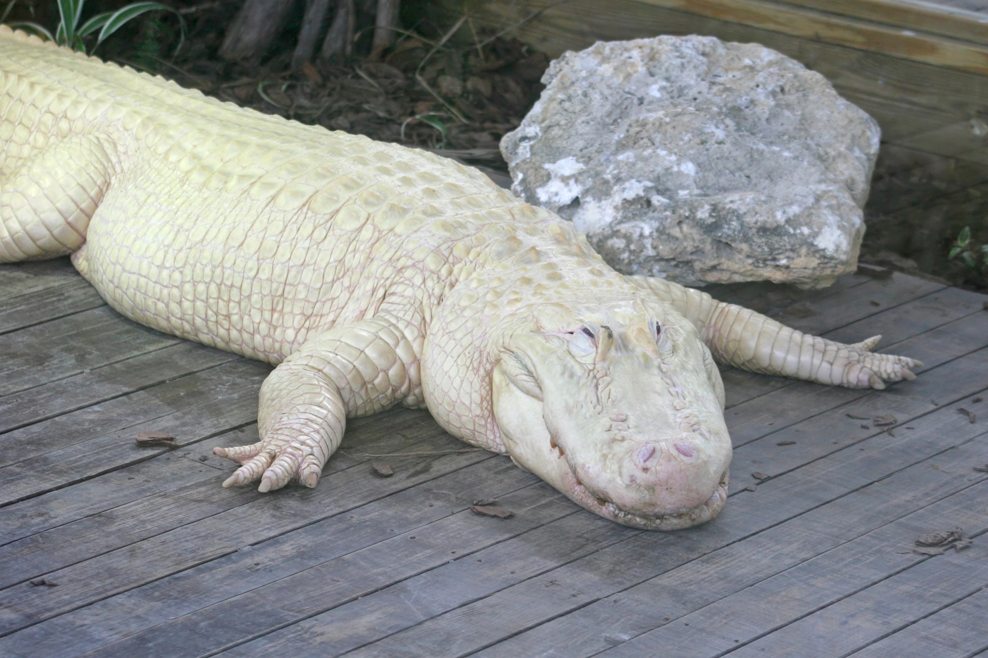 Photos of 15 animals with amazing color mutations
