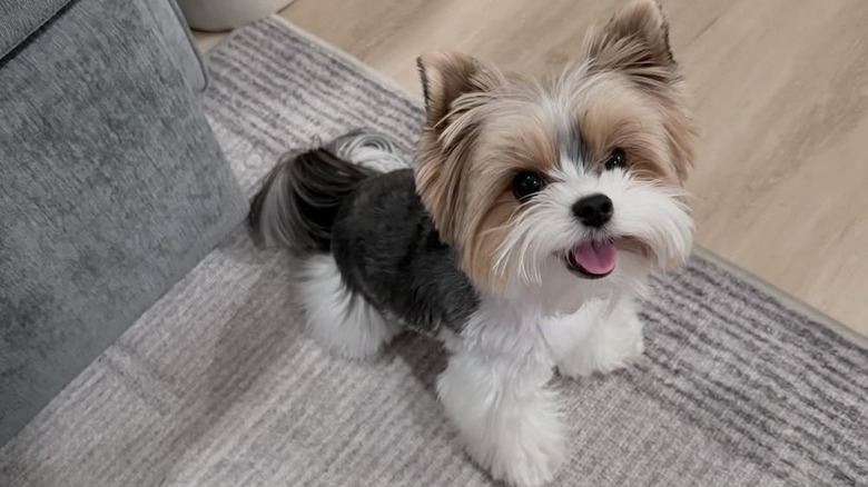 Rare Biewer terrier puppy with piebald coat is like a little living ...