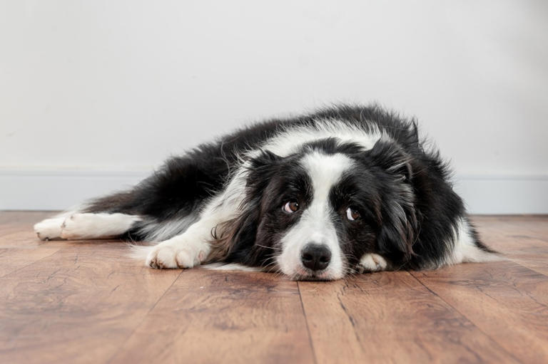 How to calm your dog instantly: The science-backed sound