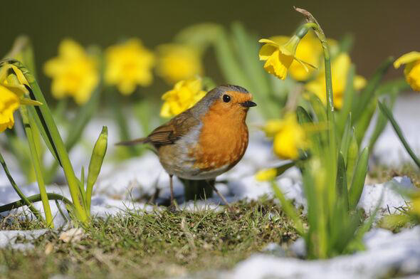4 foods to never feed robins - you could end up killing them