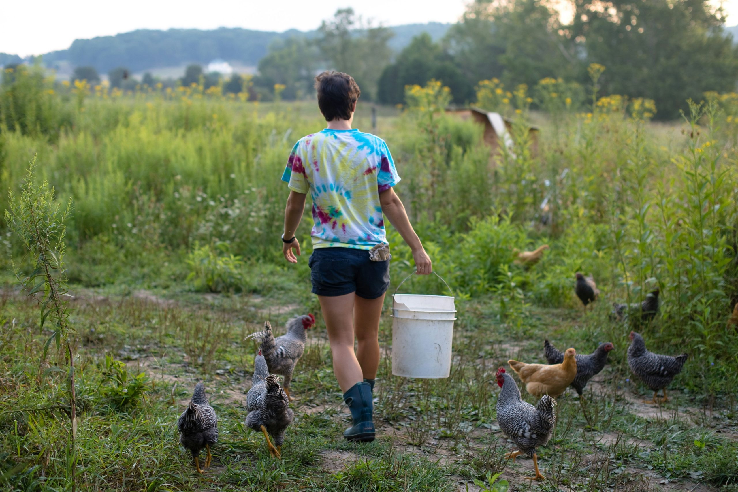 16 backyard poultry tips for a $50 start up