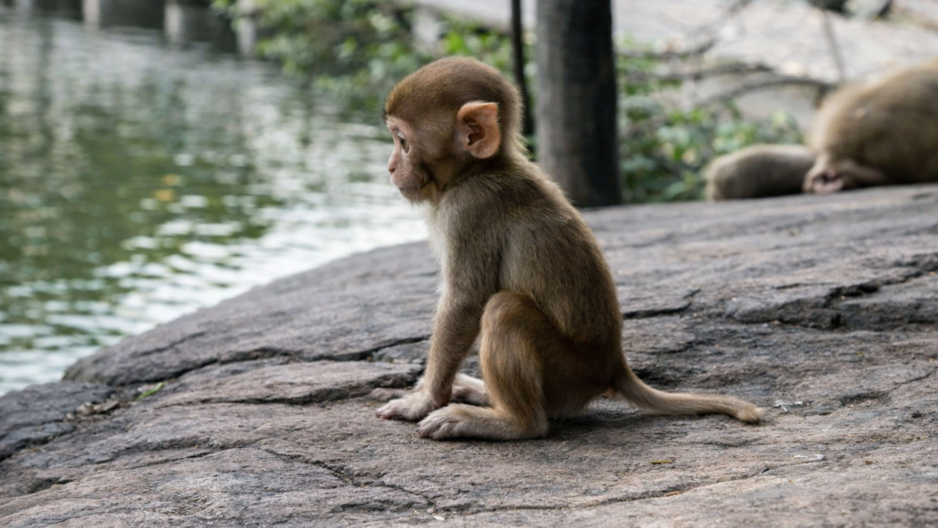 Waiting for food brings a calm reaction from the baby monkey