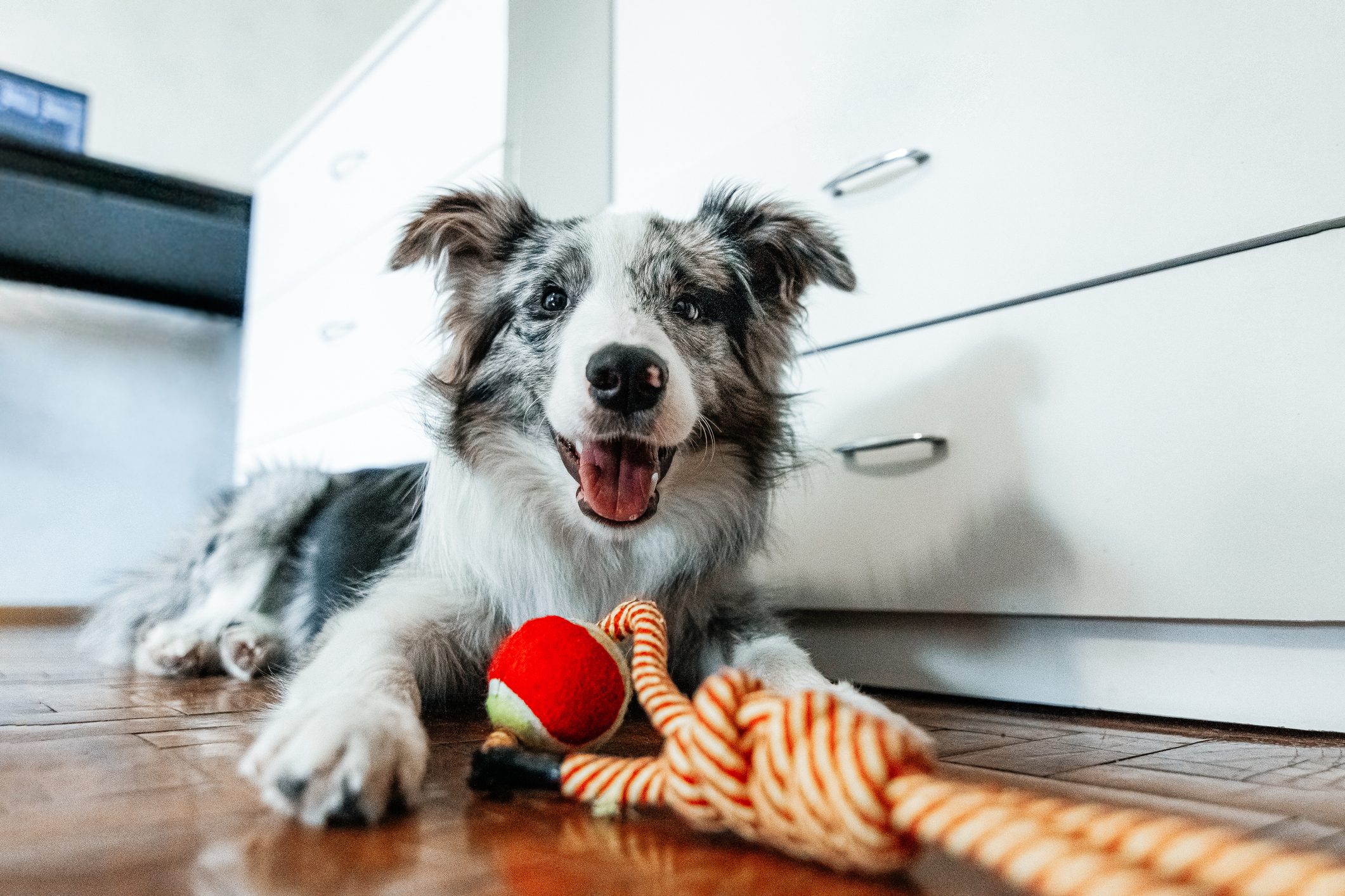 How do I know if my dog is happy? 12 signs of a happy dog