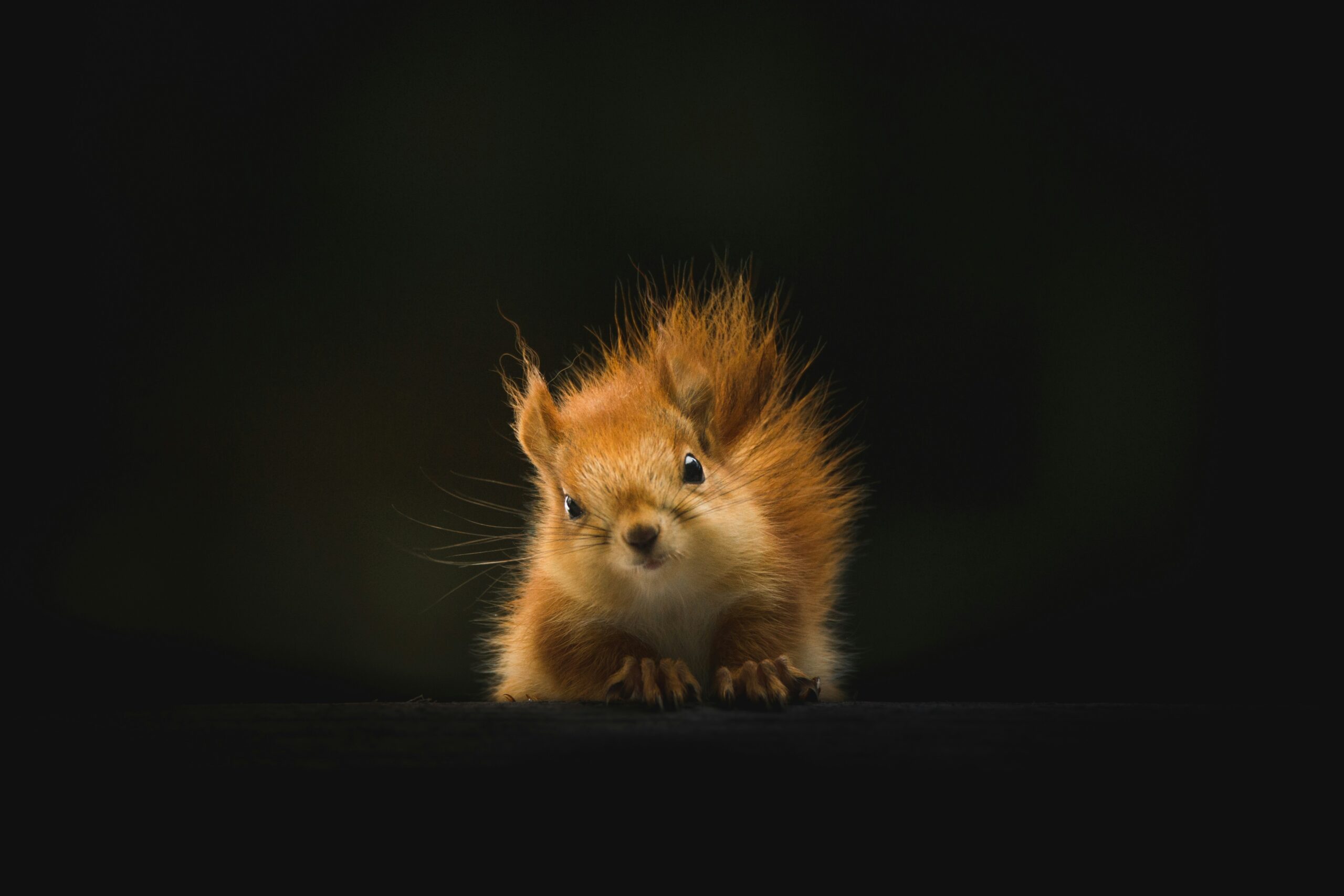 15 animals that look like actual Pokemon