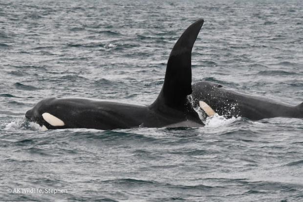 ‘A real privilege’: New pictures capture rare orca visit off Cornwall