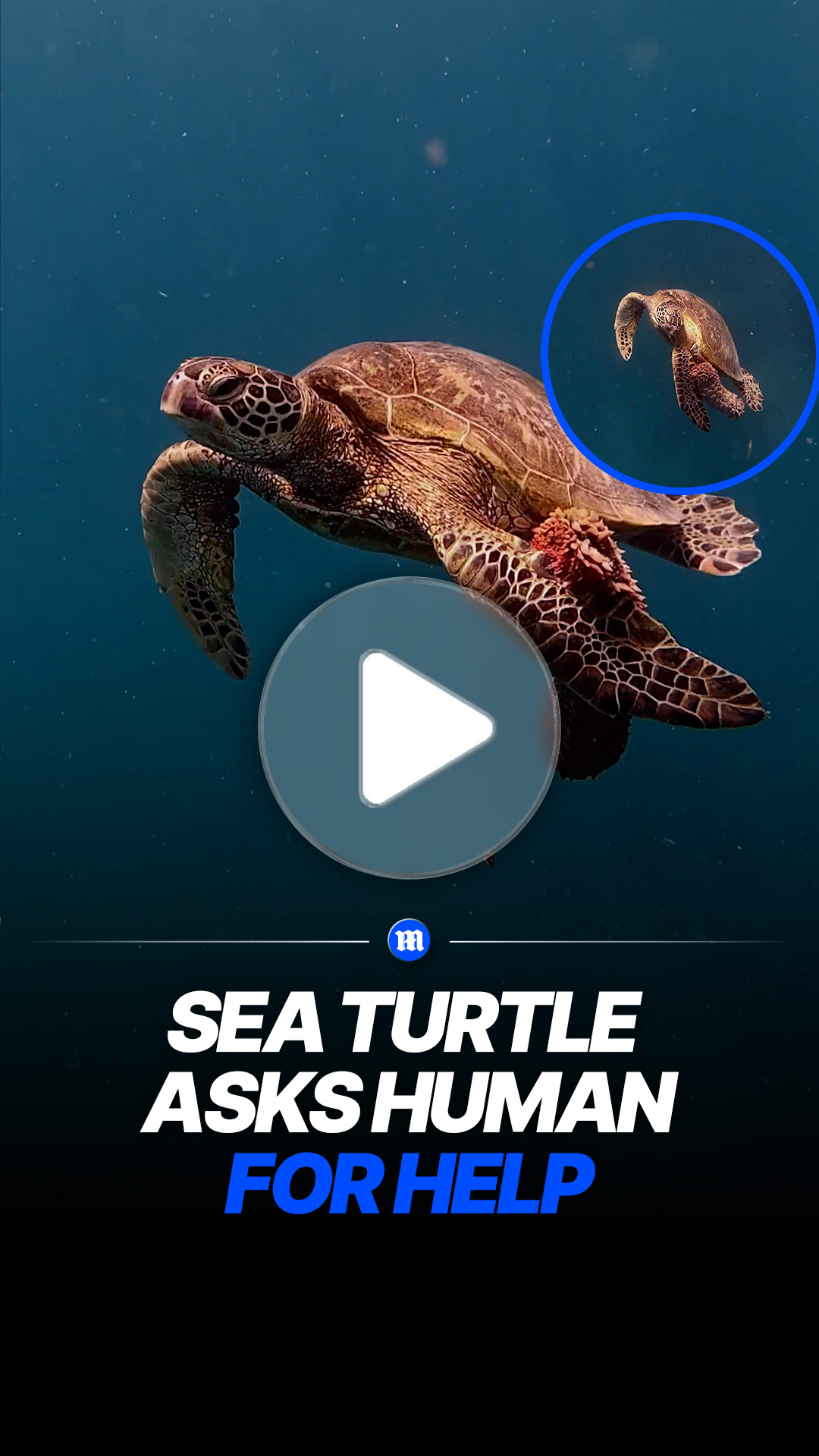 Sea turtle approaches diver seeking help with tangled flipper