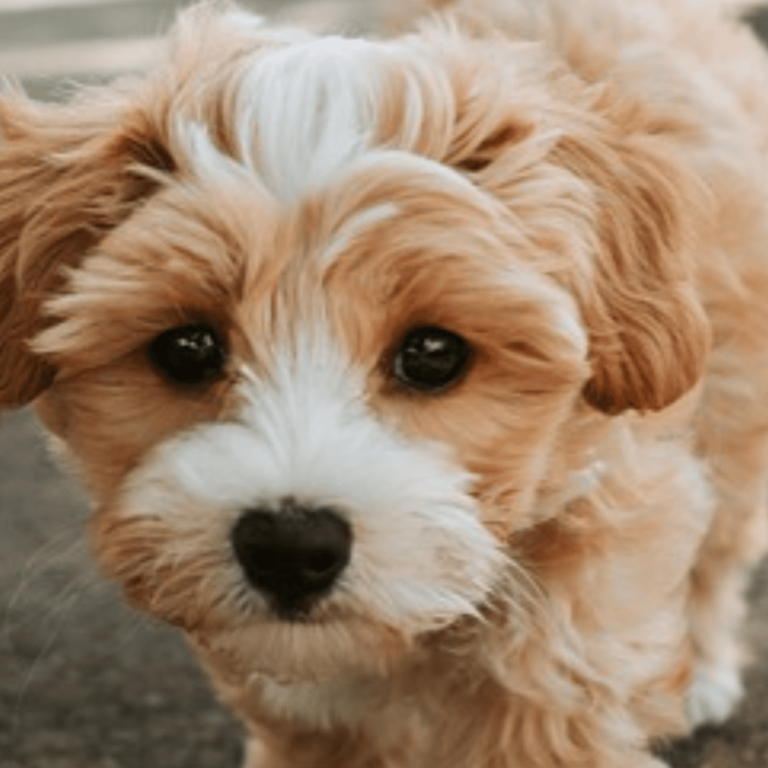 Your dog remembers everything: 10 moments science says they never forget