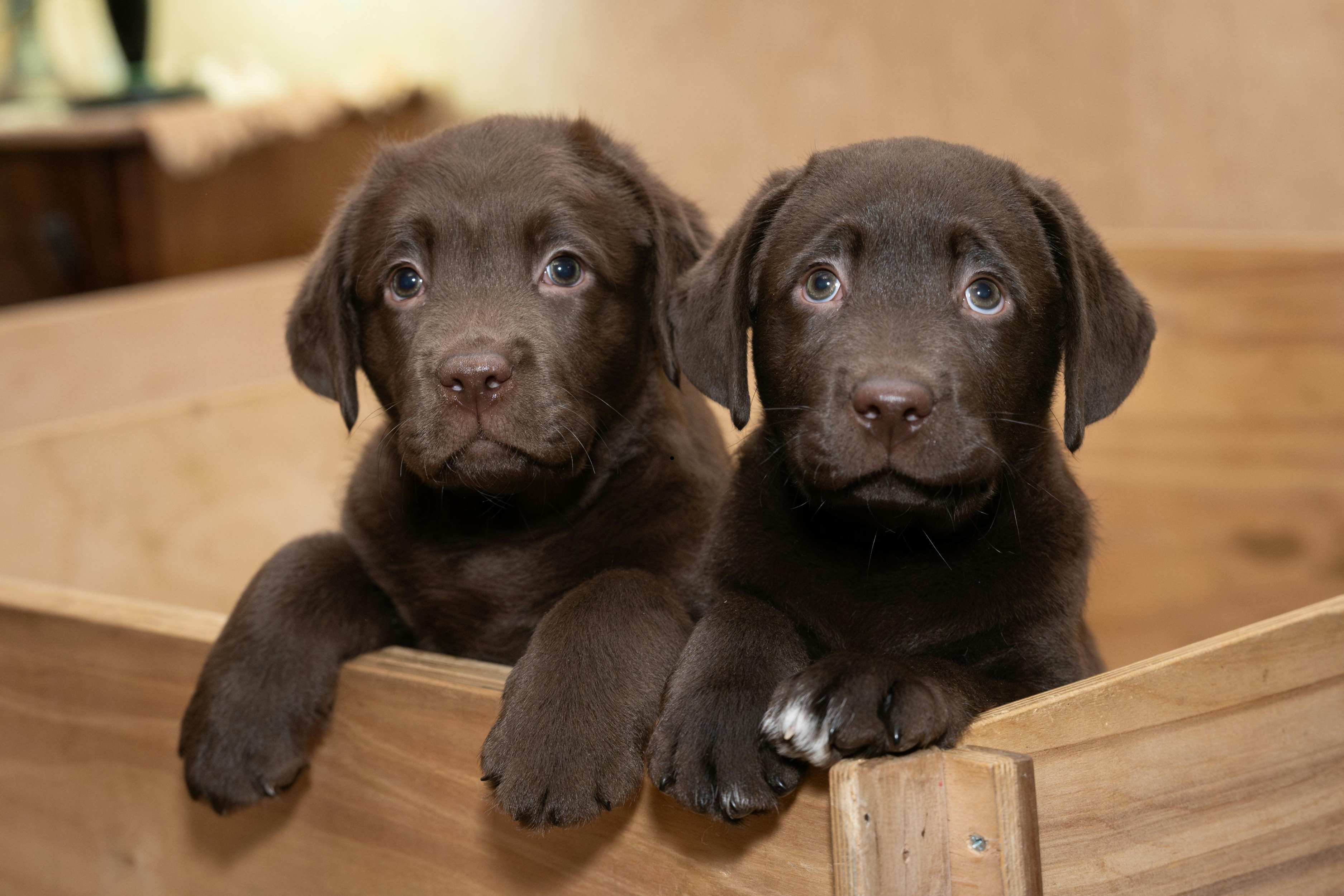 Dog Breeds For Inexperienced Owners