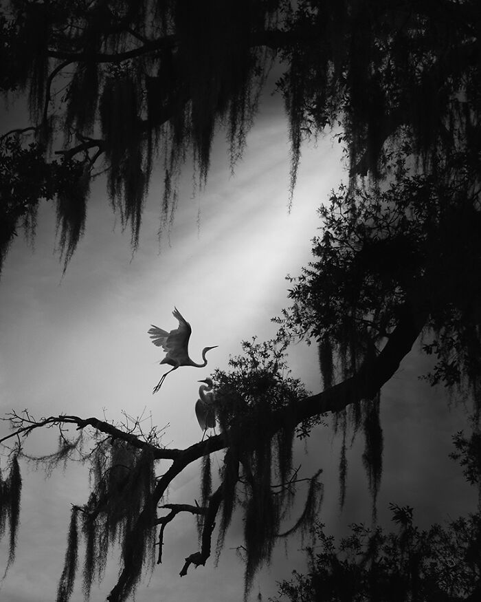 30 most beautiful bird photos in the wild captured by this Florida ...