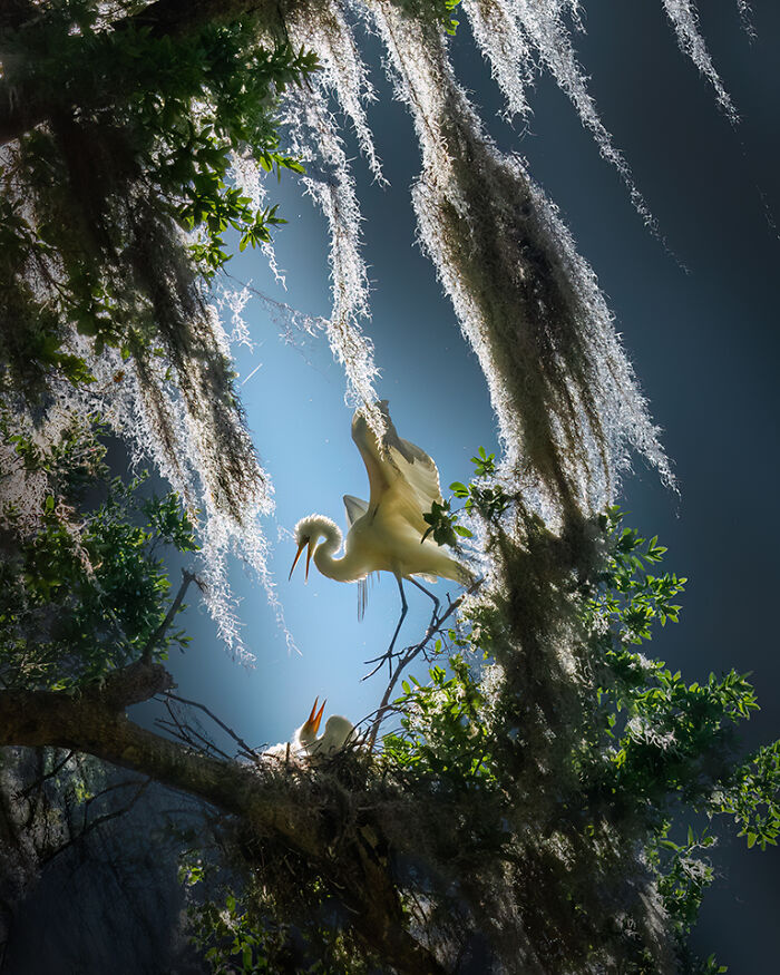 30 most beautiful bird photos in the wild captured by this Florida ...