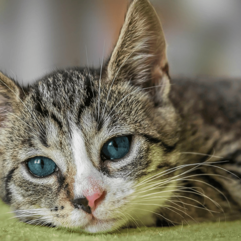 The 5 final things your cat does before crossing the rainbow bridge ...