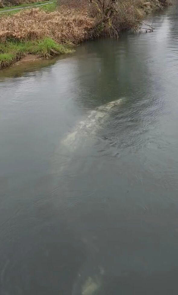 'Emaciated' gray whale dies after swimming 20 miles up Washington river