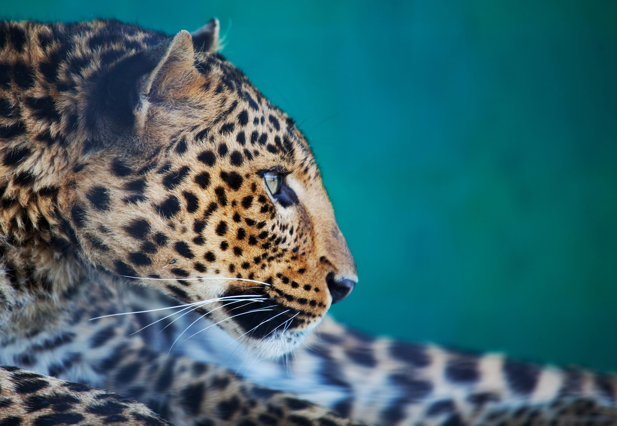 Photos of 15 animals with amazing color mutations