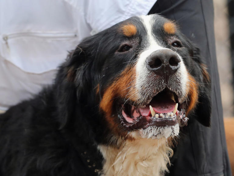 Best first dogs 2026: Here are 12 great breeds of adorable dog for ...