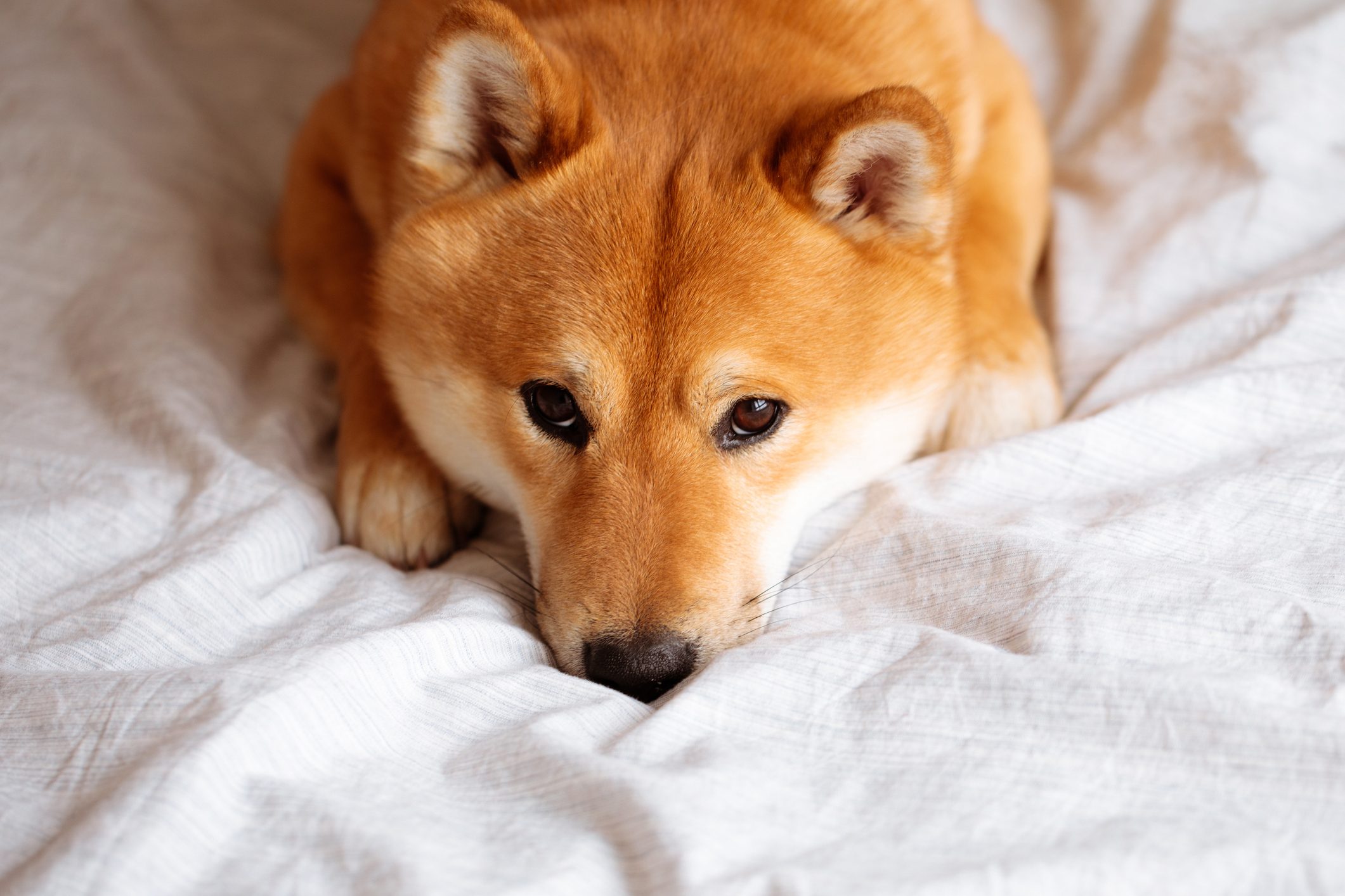 How do I know if my dog is happy? 12 signs of a happy dog
