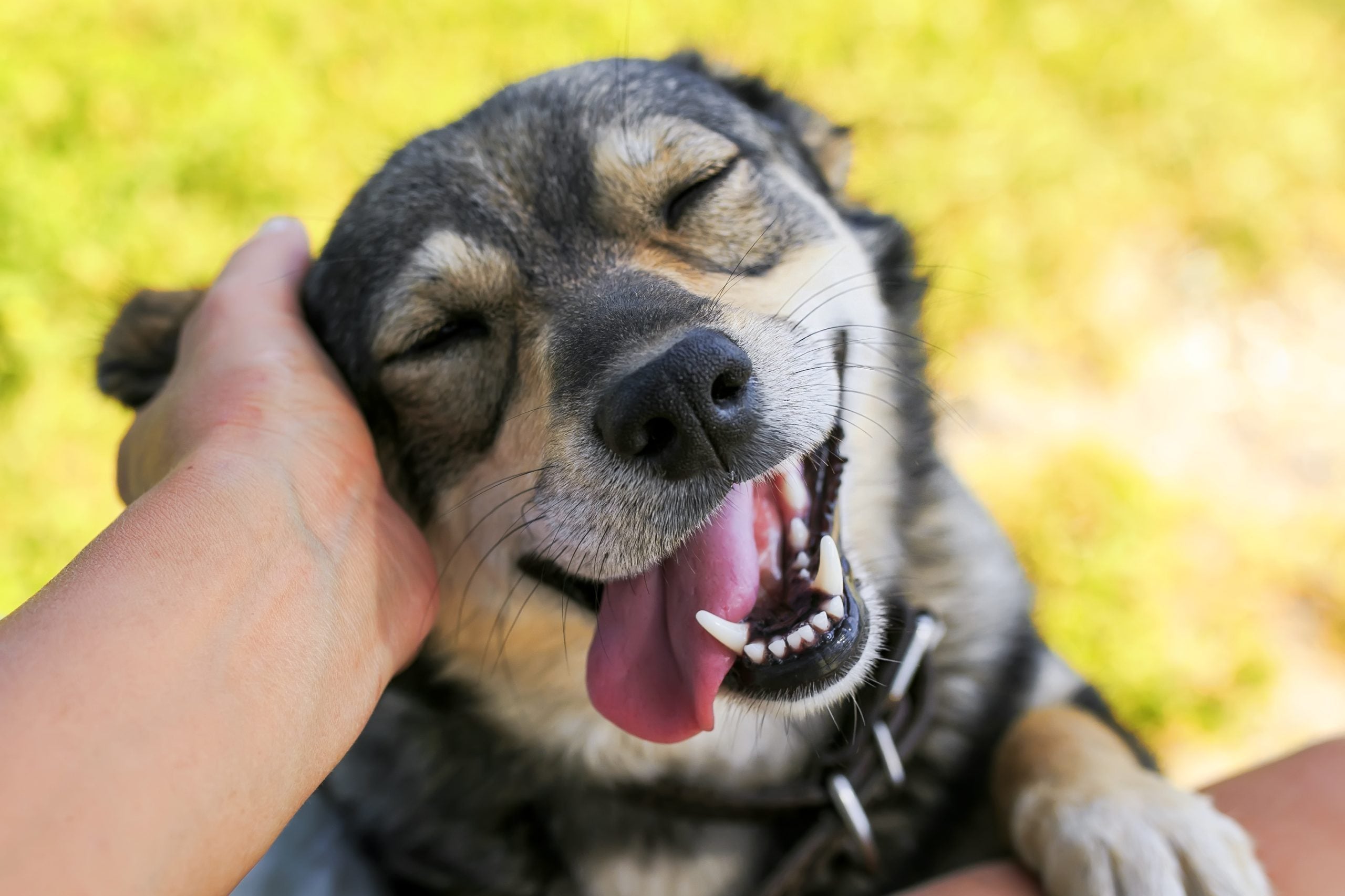 How do I know if my dog is happy? 12 signs of a happy dog