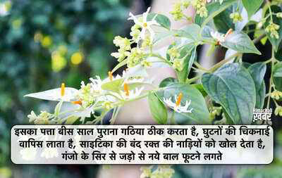 Exploring the wonders of parijat: Benefits and uses