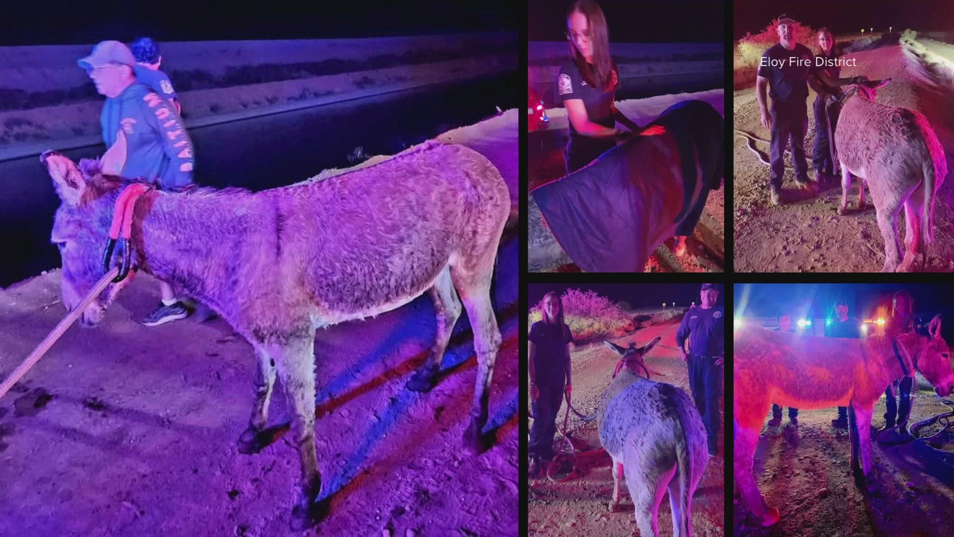 Emergency crews rescue donkey stuck in Eloy canal