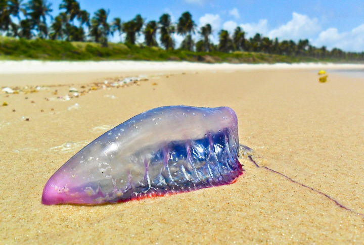 10 bizarre sea creatures that make the Atlantic extraordinary